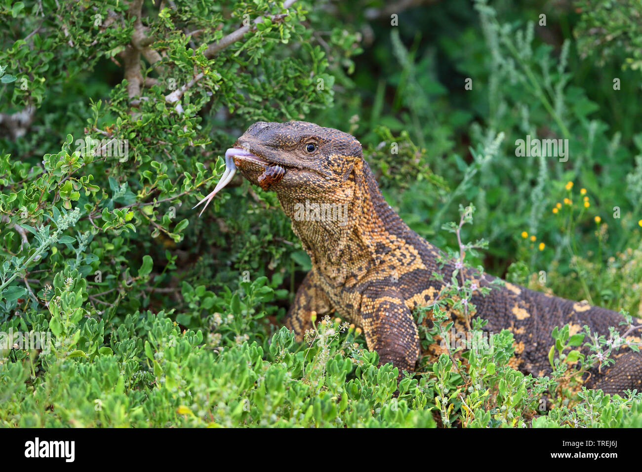 African rock monitor hi-res stock photography and images - Alamy