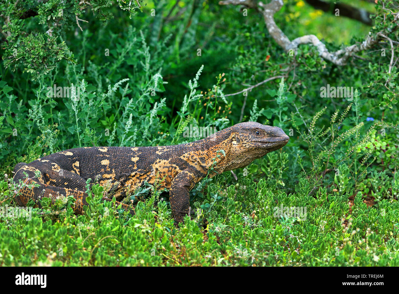 Cape monitor hi-res stock photography and images - Alamy