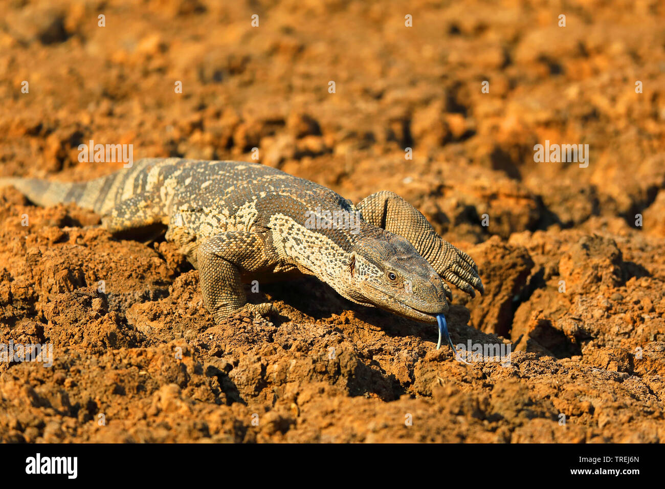rock monitor, black-throated monitor (Varanus albigularis), searching ...