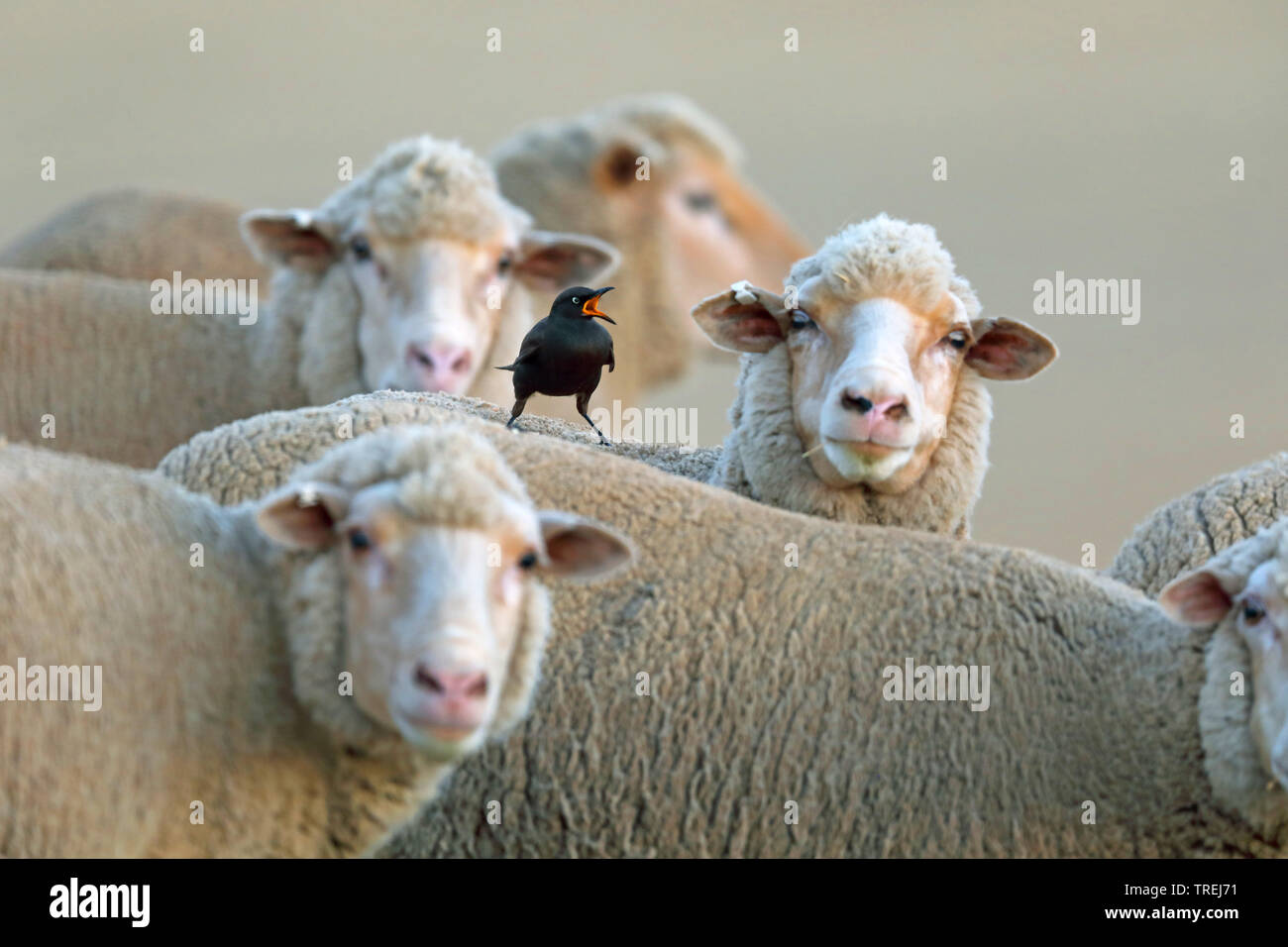 Bird on sheeps back hi-res stock photography and images - Alamy