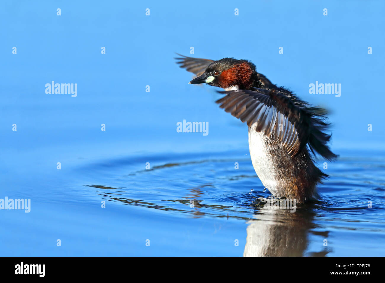 little grebe (Podiceps ruficollis, Tachybaptus ruficollis), swimming ...