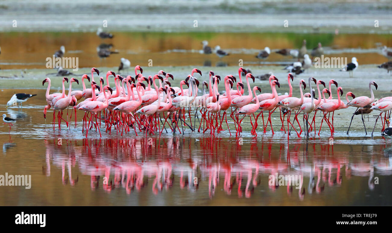 Lesser flamingo (Phoeniconaias minor, Phoenicopterus minor), group in ...