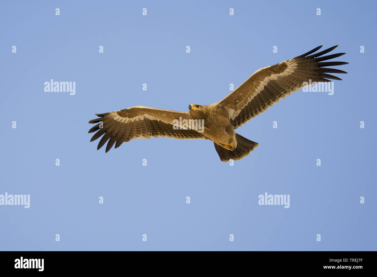 Eagle volant hi-res stock photography and images - Alamy