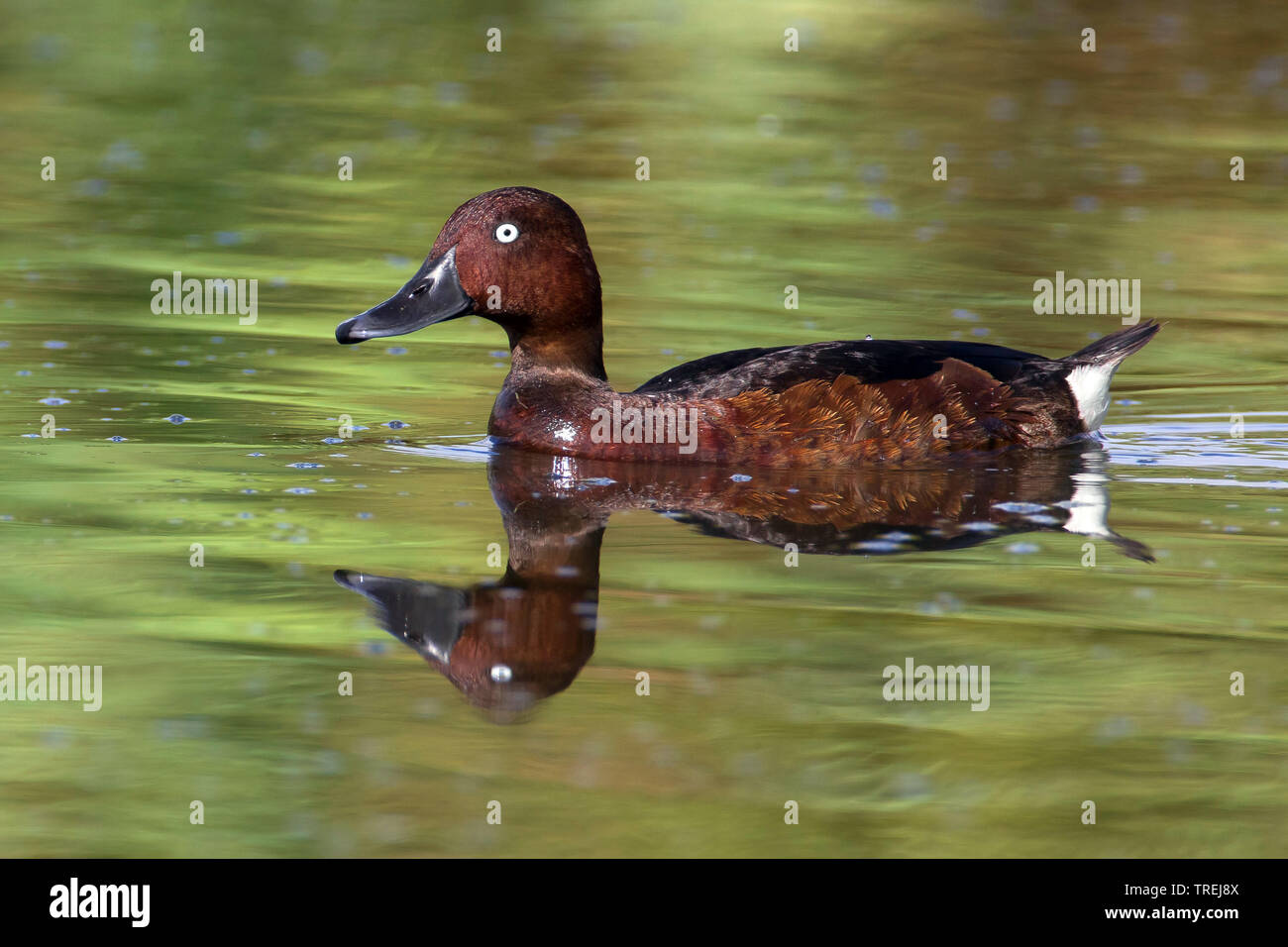 Italian duck hi-res stock photography and images - Alamy