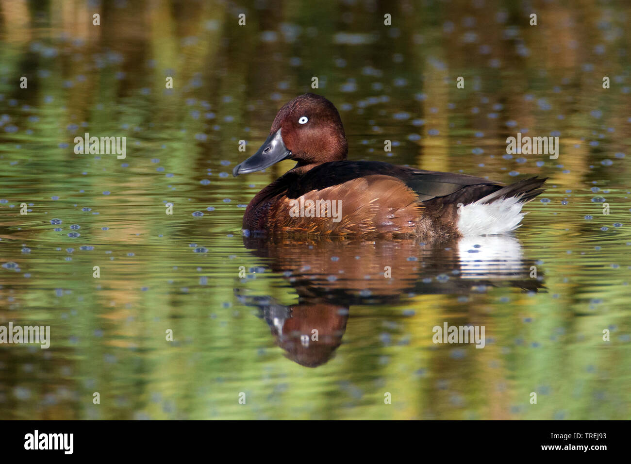 ferruginous duck (Aythya nyroca), drake, Italy Stock Photo - Alamy