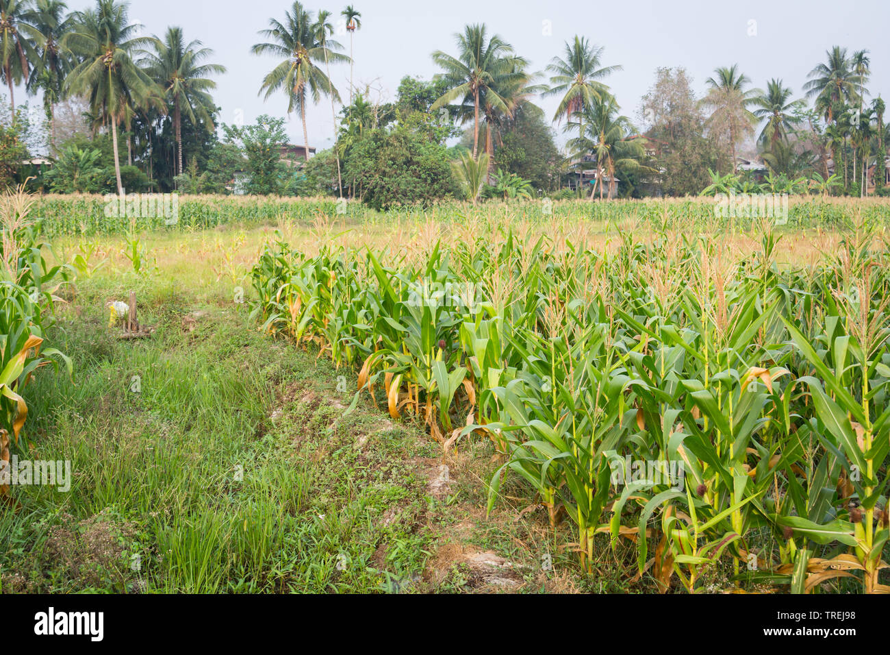 Sweet corn in the garden Stock Photo - Alamy