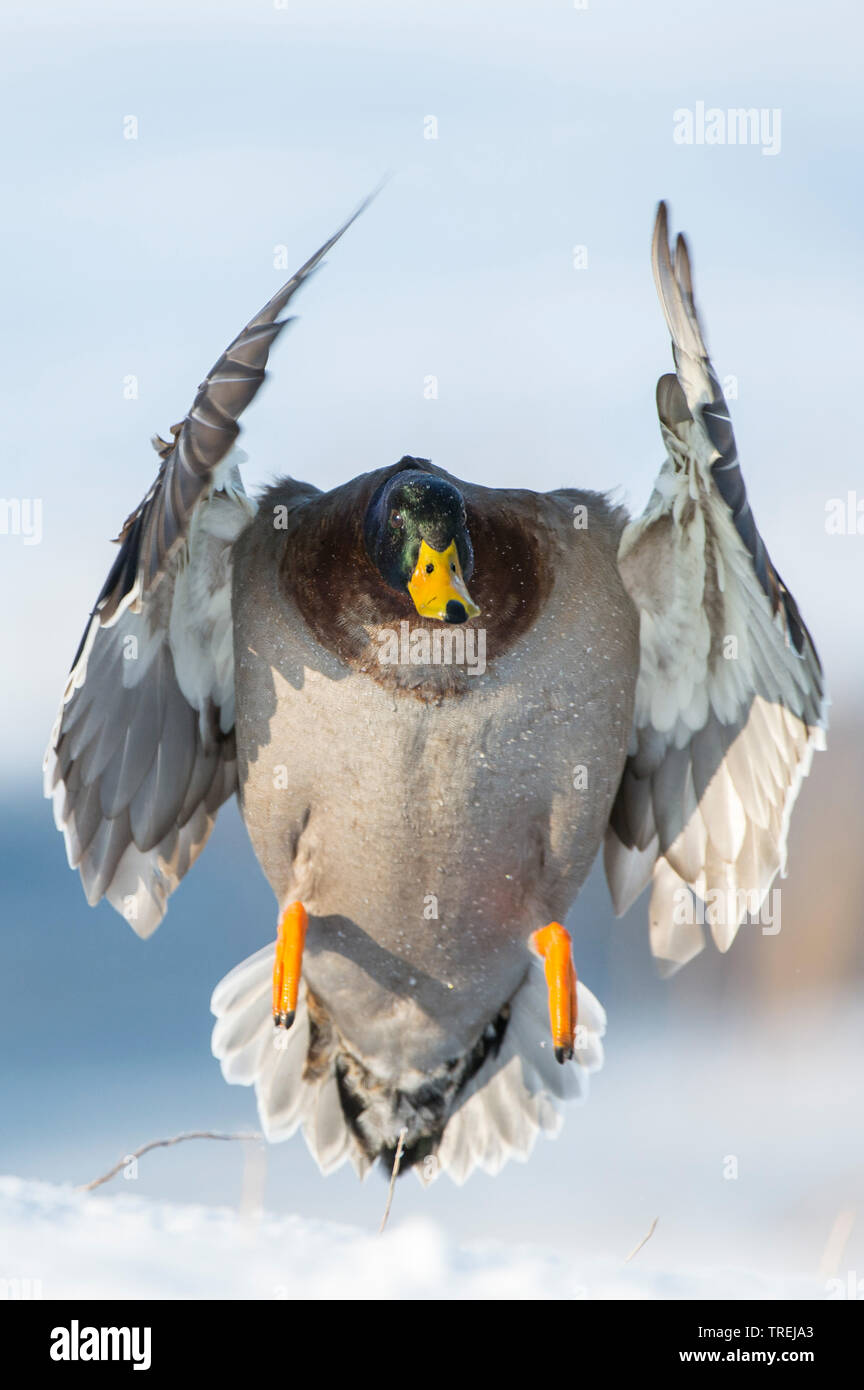 Flying mallard drake hi-res stock photography and images - Alamy