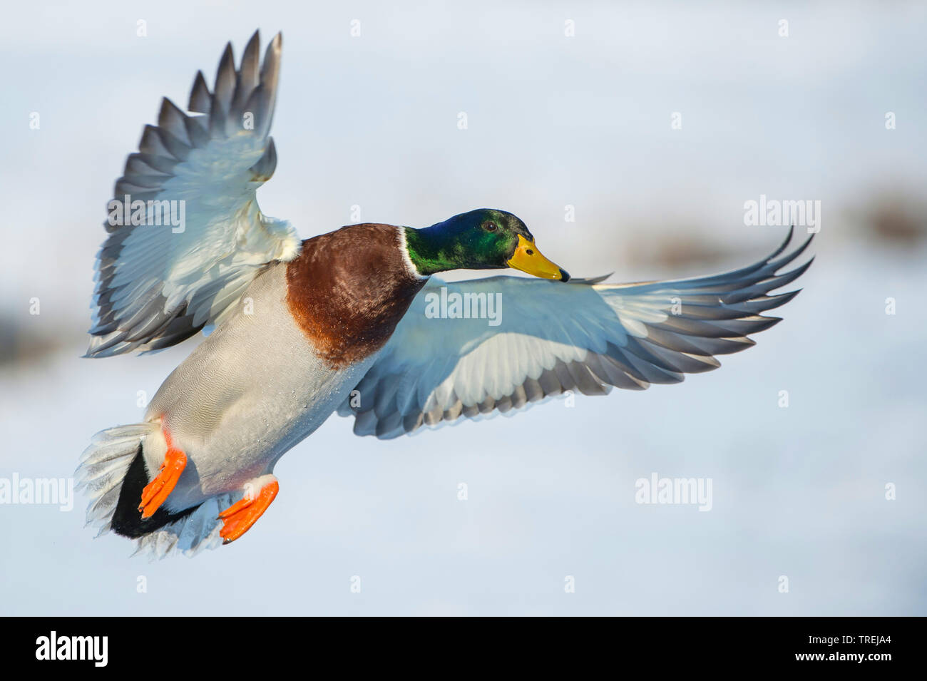 Flying mallard drake hi-res stock photography and images - Alamy
