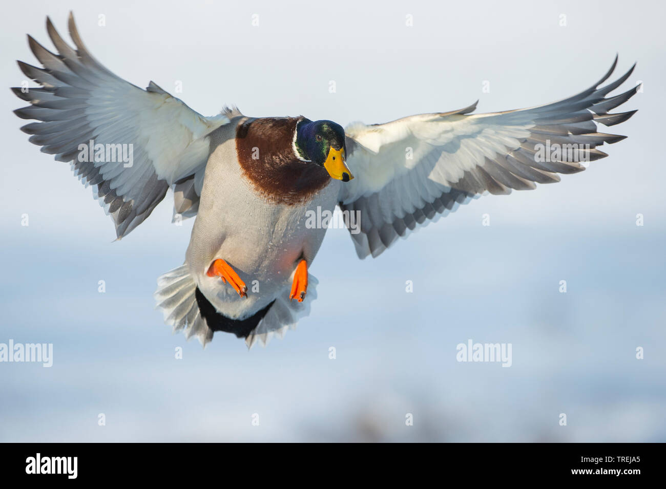 Mallard Drake Flying