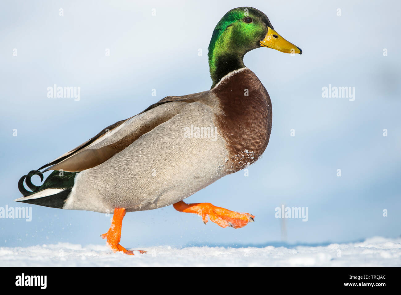 mallard (Anas platyrhynchos), drake walking in the snow, side view ...