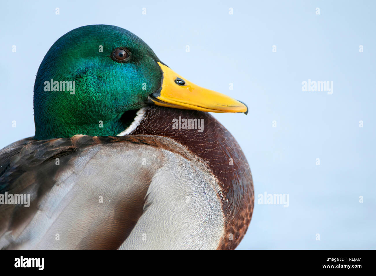 Adult male drake portrait hi-res stock photography and images - Alamy