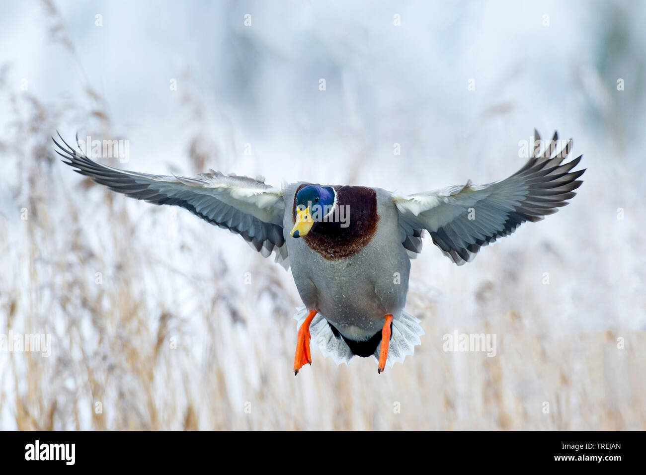 Mallard ducks flying in front hi-res stock photography and images - Alamy