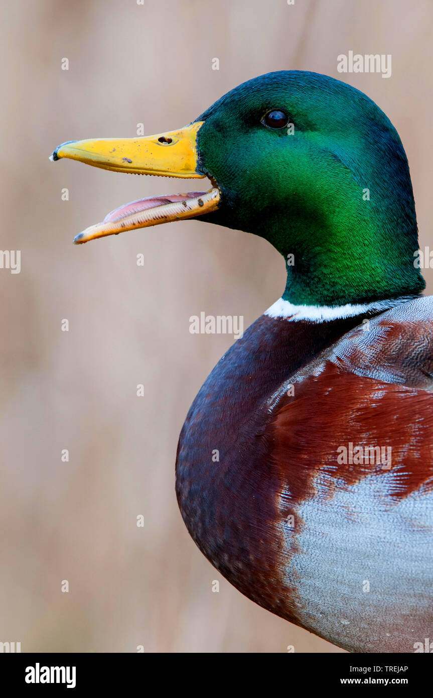 mallard (Anas platyrhynchos), quacking drake, portrait, Germany, Lower ...