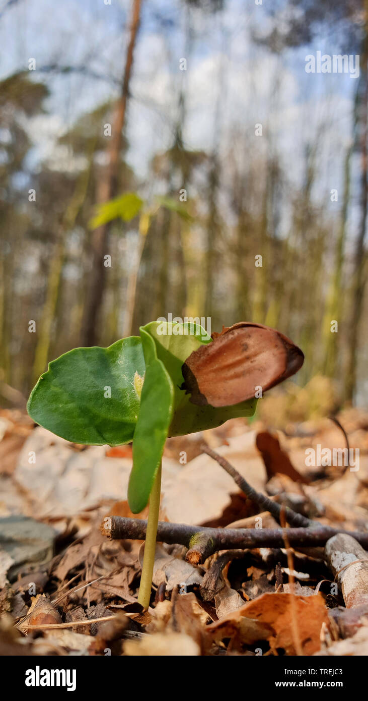 Germinating beechnut hi-res stock photography and images - Alamy