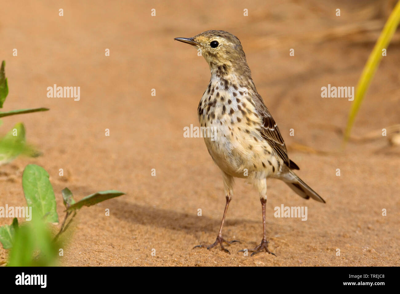 Buff-bellied pitpit (Anthus rubescens), on the ground, Kuwait, Kuwait ...