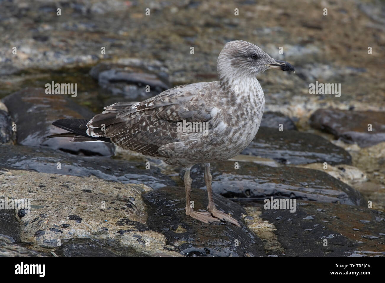 Yellow-legged Gull (Larus michahellis, Larus michahellis atlantis), on ...