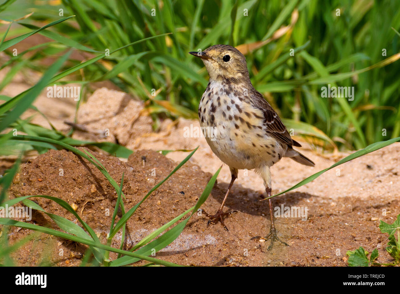 Kuwait fauna hi-res stock photography and images - Alamy
