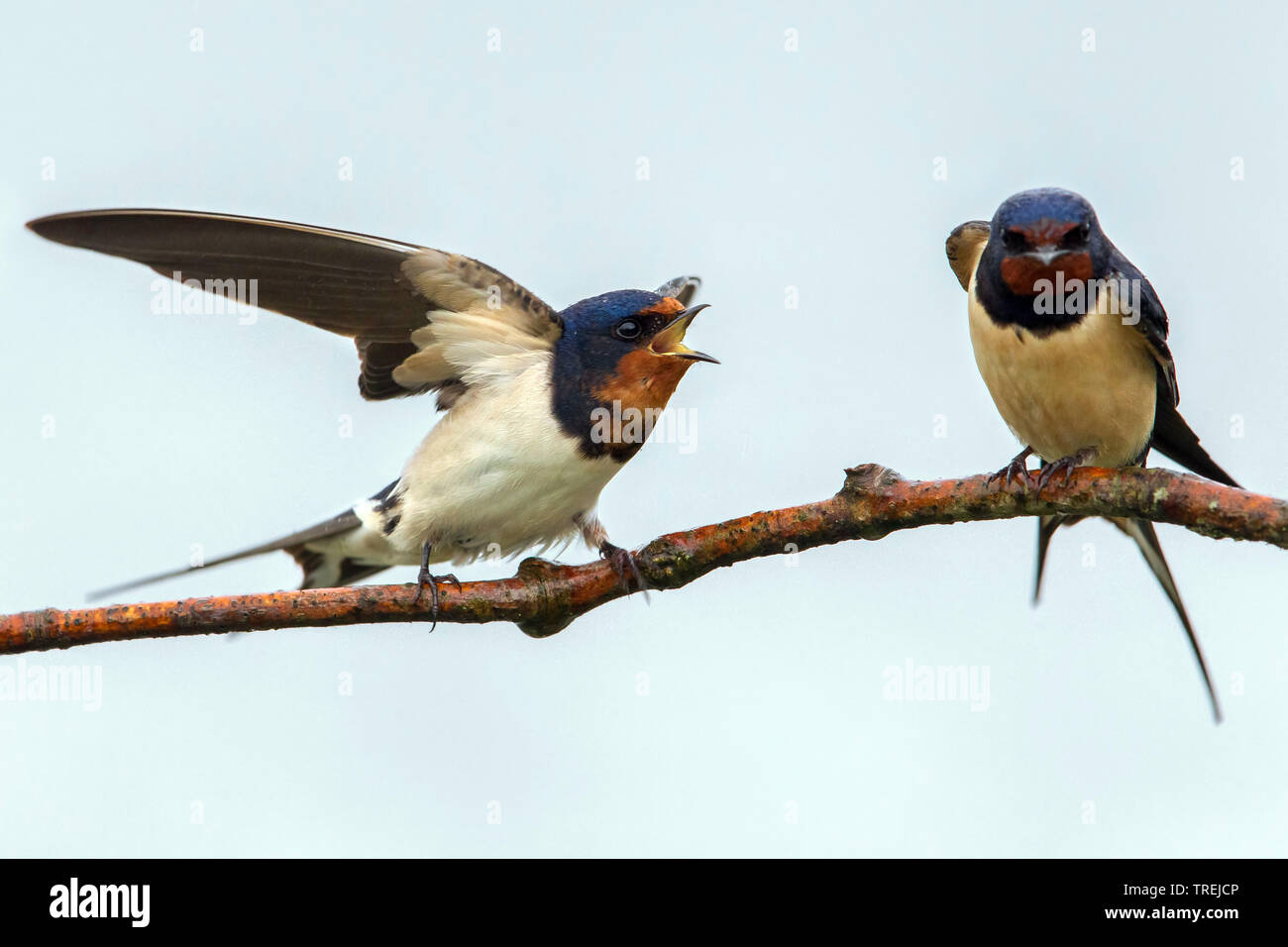 Two Swallows High Resolution Stock Photography And Images Alamy