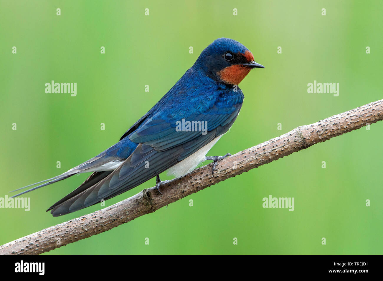 barn swallow (Hirundo rustica), sitting on a branch, Italy Stock Photo ...