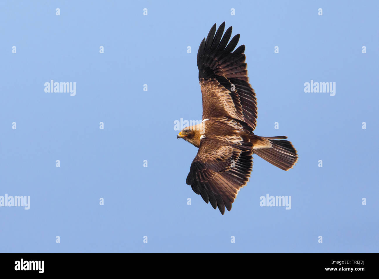 booted eagle (Hieraaetus pennatus, Aquila pennata), in flight, Italy ...