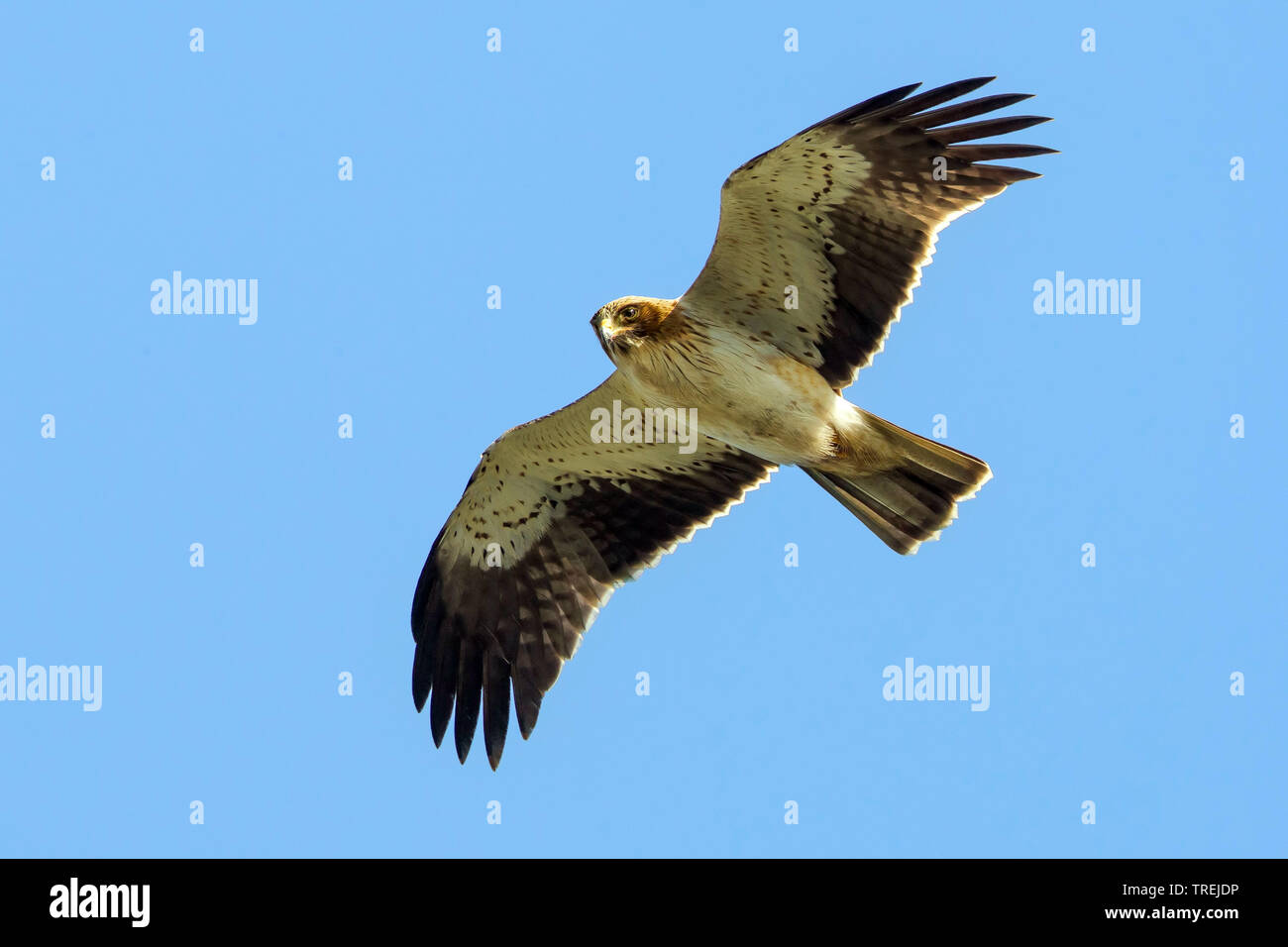 booted eagle (Hieraaetus pennatus, Aquila pennata), in flight, Italy Stock Photo - Alamy