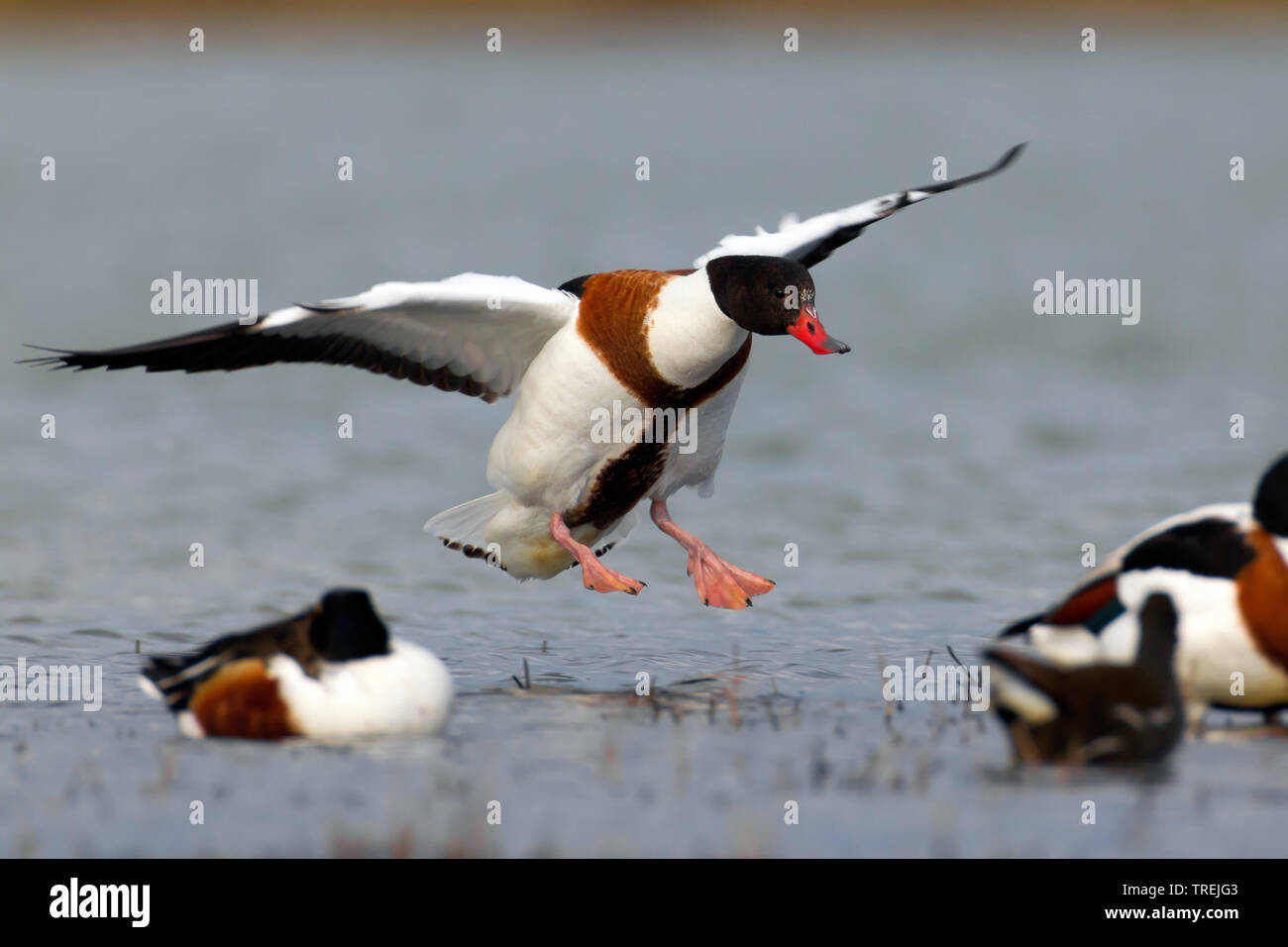 Common shelducks in flight nature hi-res stock photography and images ...
