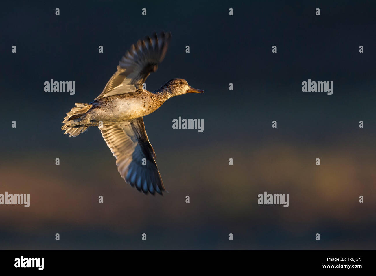 Green winged teal in flight hi-res stock photography and images - Alamy