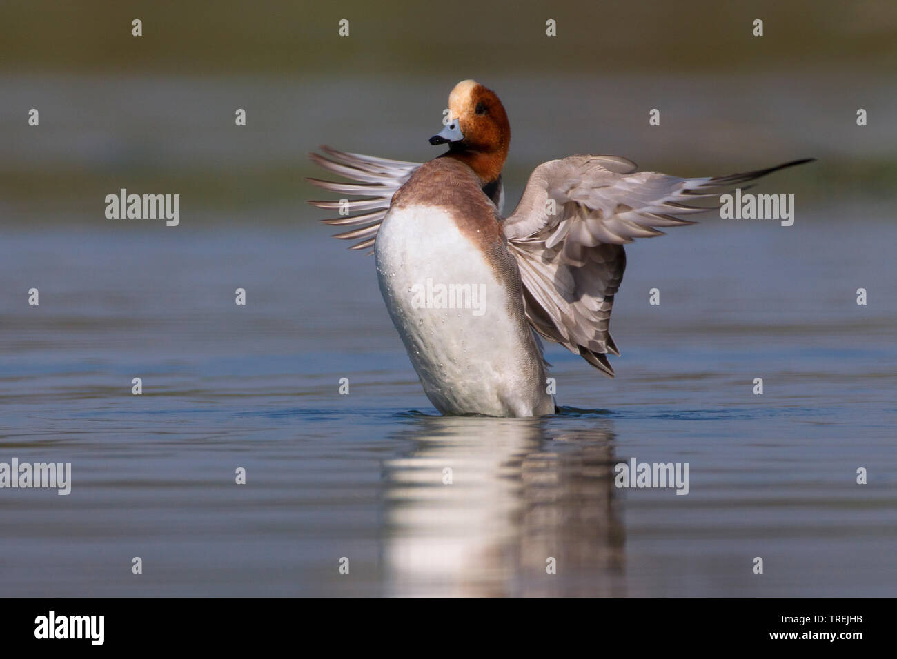European wigeon (Anas penelope, Mareca penelope), drake flapping wings ...