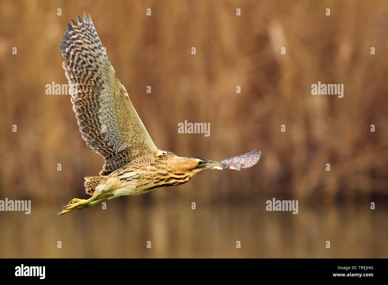 Eurasian bittern (Botaurus stellaris), in flight, Italy Stock Photo - Alamy