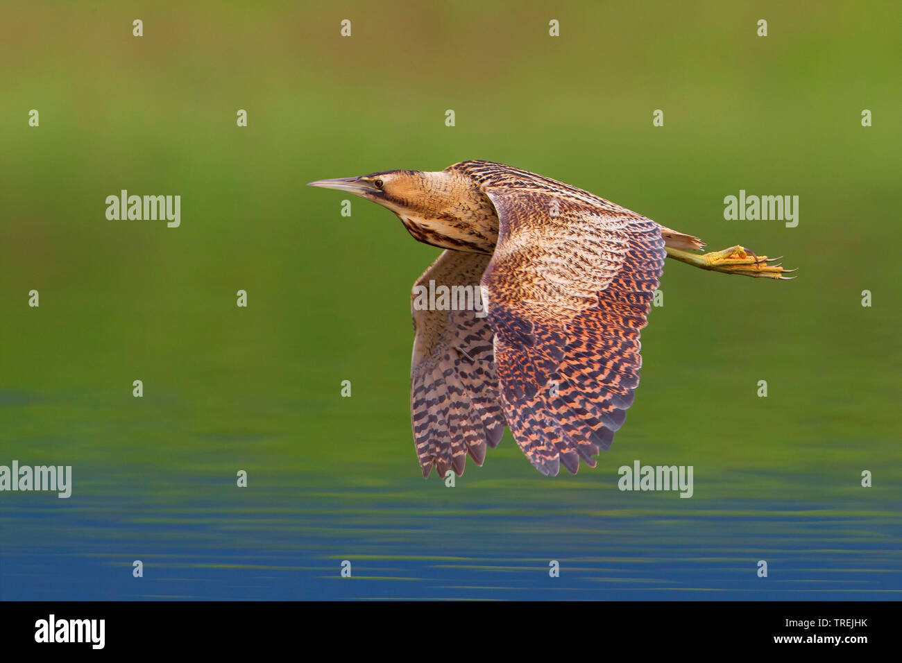 Bittern In Flight High Resolution Stock Photography and Images - Alamy
