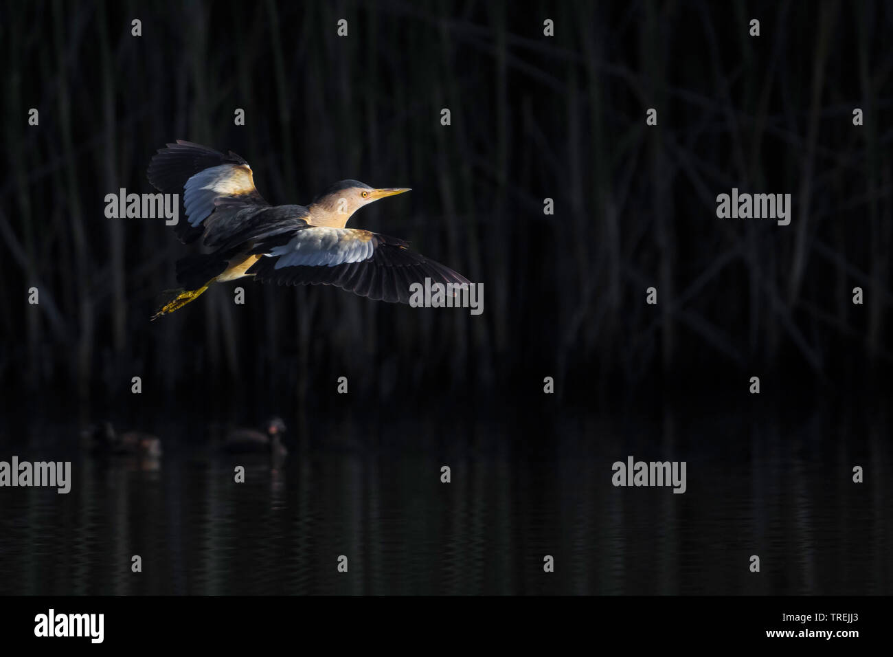 Little bittern (Ixobrychus minutus), in flight, Italy Stock Photo - Alamy