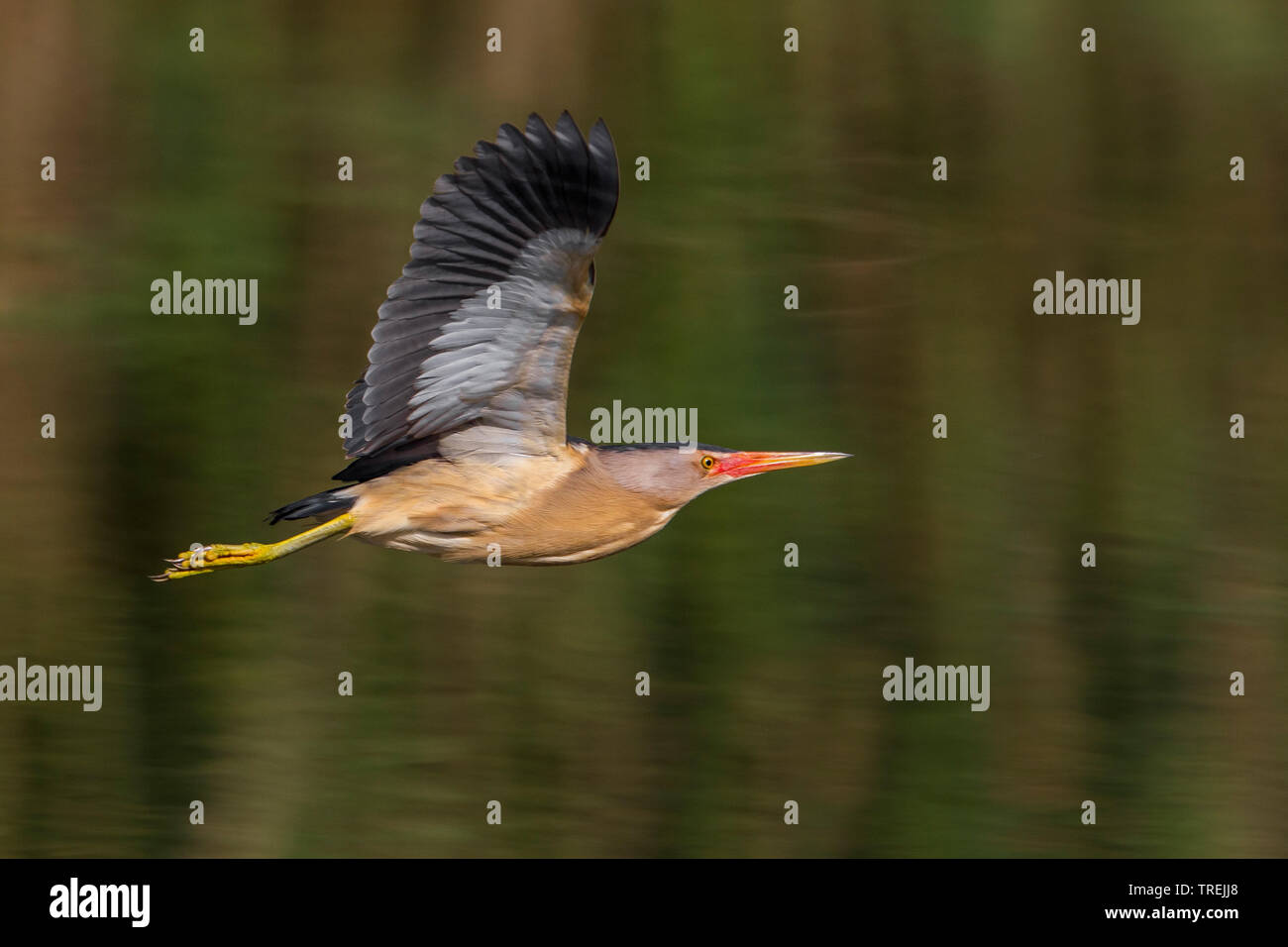 Little bittern (Ixobrychus minutus), in flight, Italy Stock Photo - Alamy