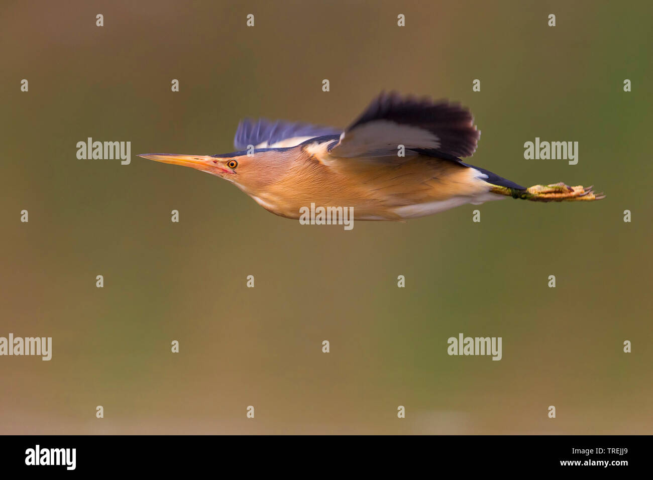 Little bittern flight hi-res stock photography and images - Alamy