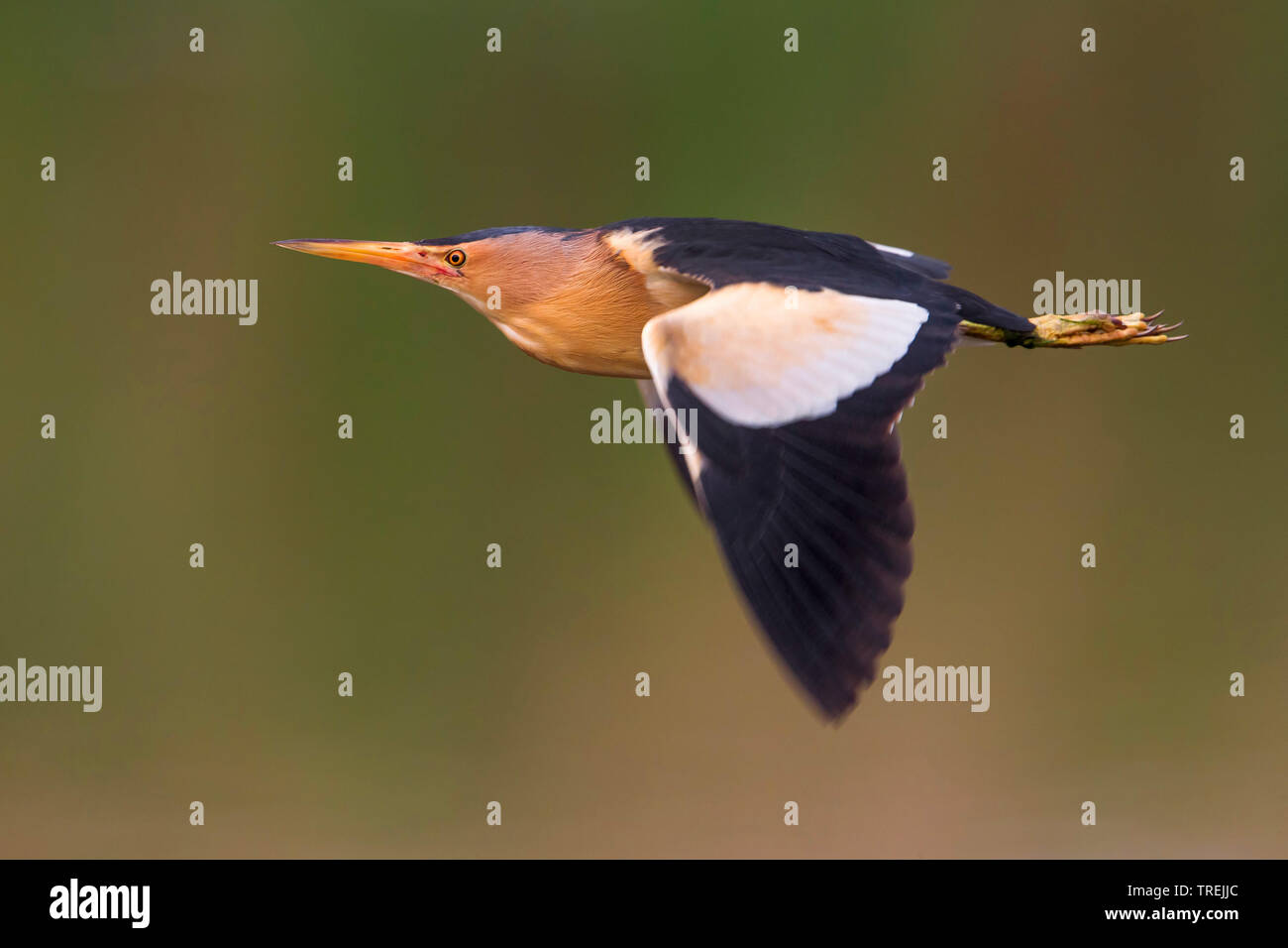 Bittern in flight hi-res stock photography and images - Alamy