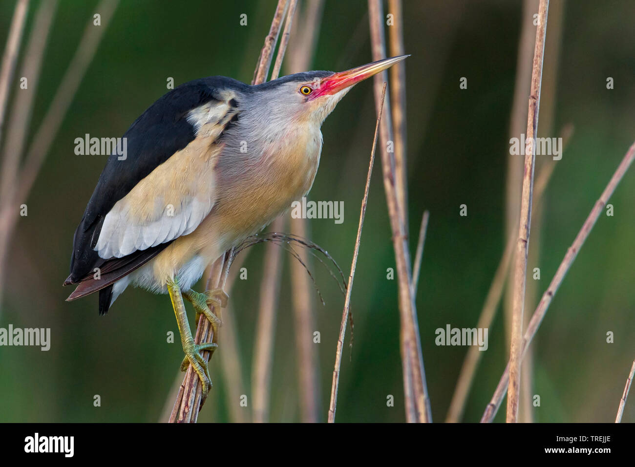 Little bittern (Ixobrychus minutus), on reed, Italy Stock Photo - Alamy