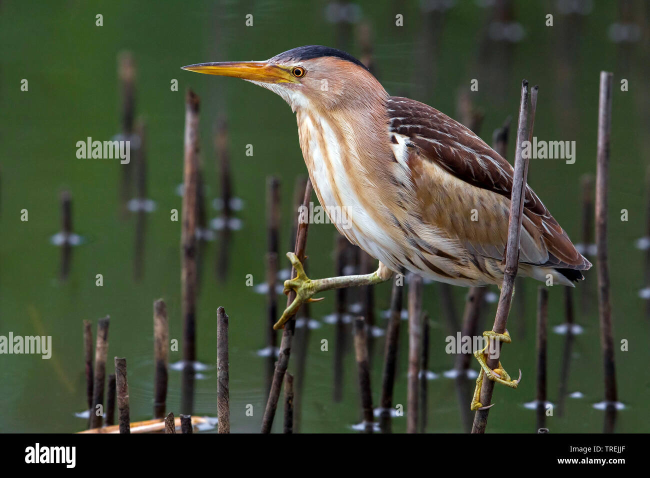 Little bittern (Ixobrychus minutus), balancing on broken reeds, Italy ...