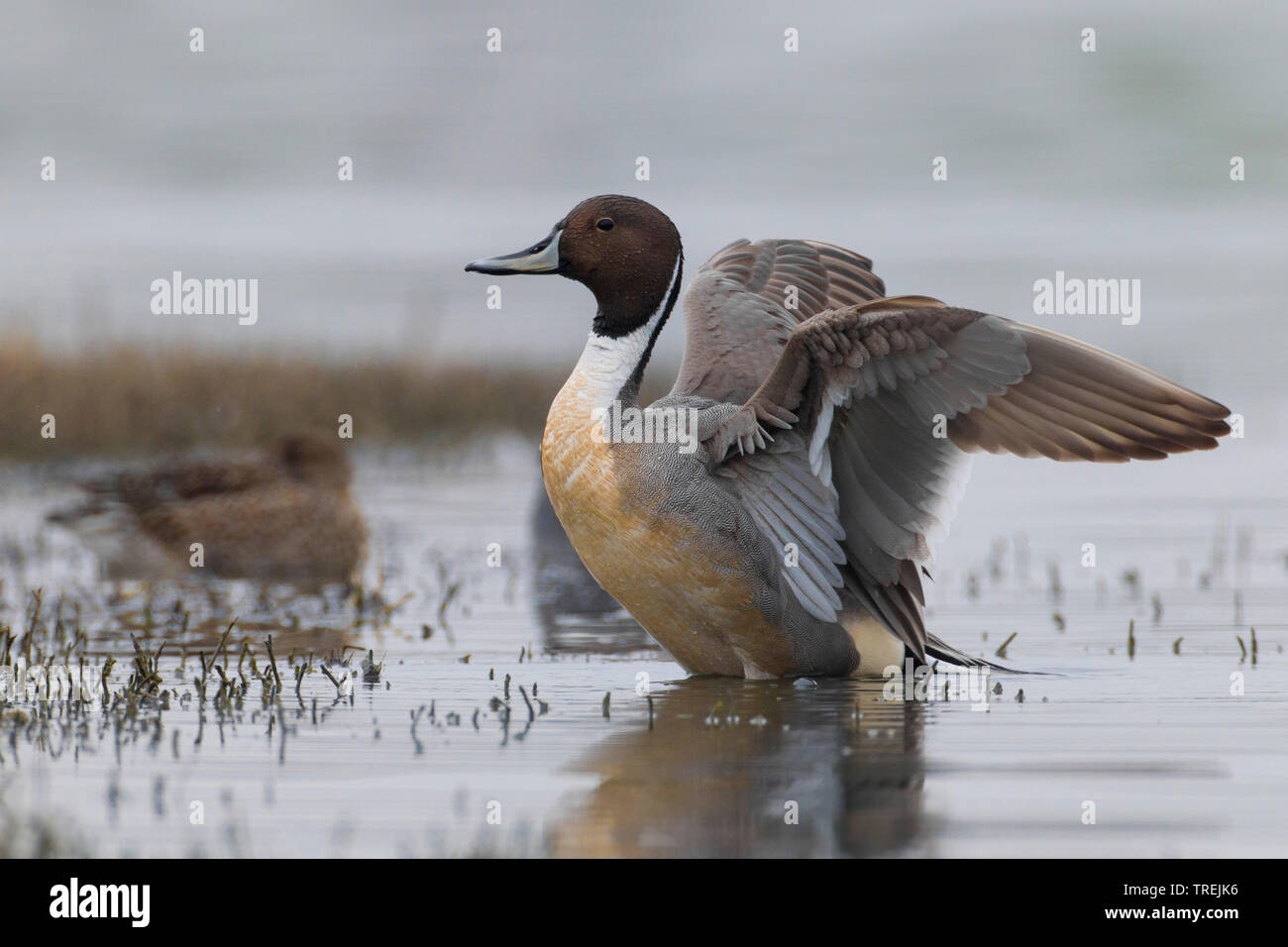 Pintail Wallpaper