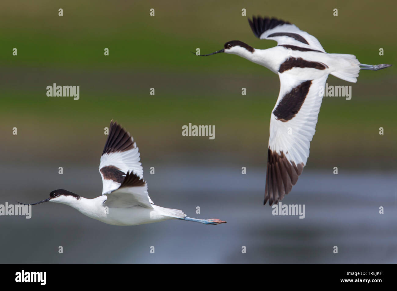 pied avocet (Recurvirostra avosetta), two adult birds in flight, side ...