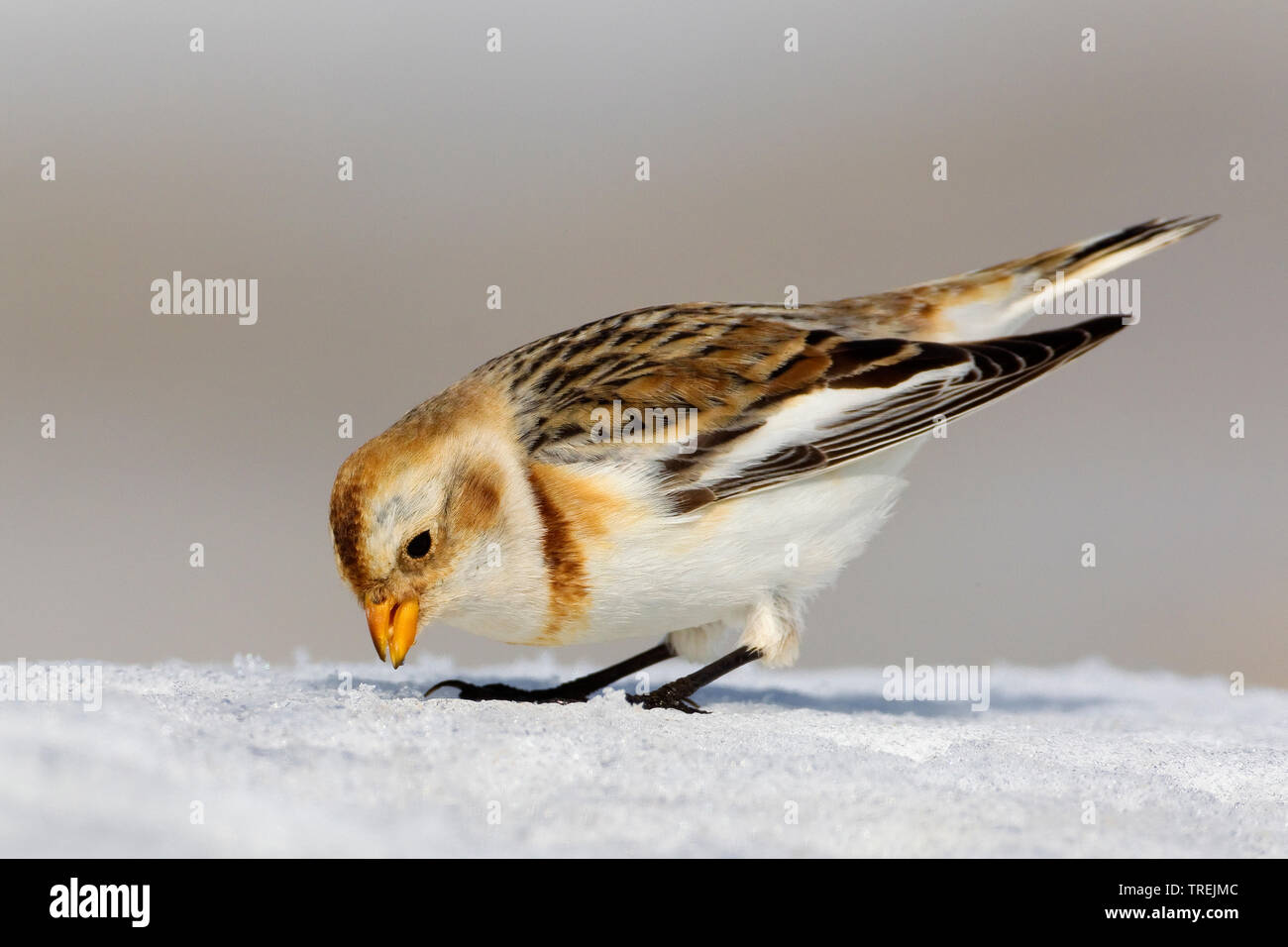 Female snow bunting hi-res stock photography and images - Alamy