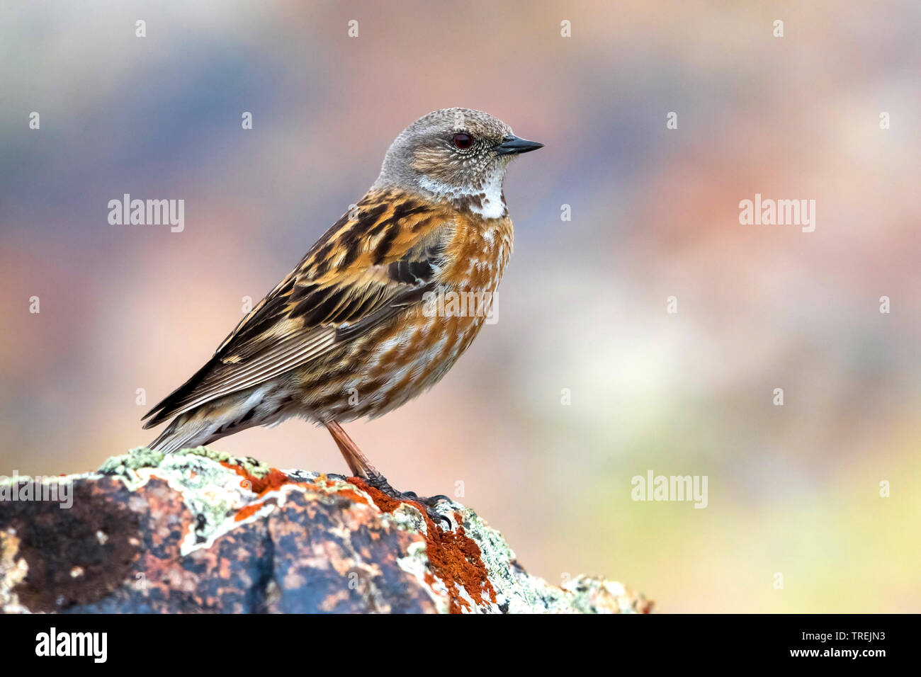 Himalayan accentor (Prunella himalayana), on a rock, Kazakhstan, Ile ...