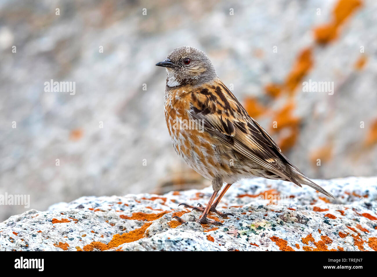 Himalayan accentor (Prunella himalayana), on a rock, Kazakhstan, Ile ...