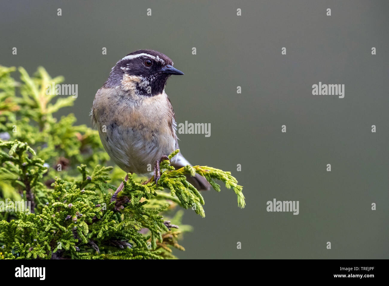 Prunella atrogularis huttoni hi-res stock photography and images - Alamy