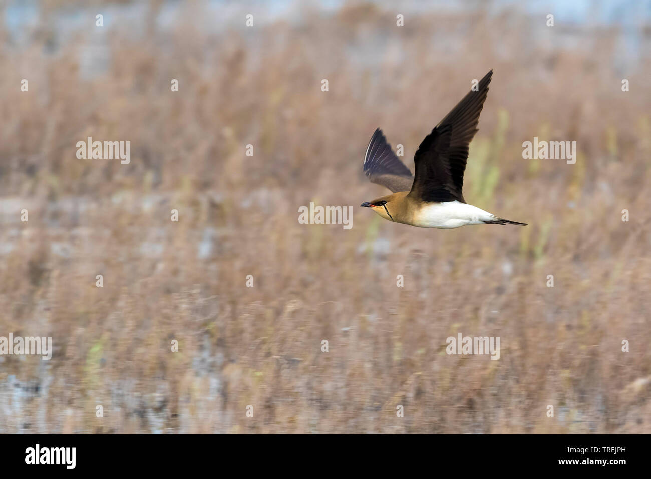 Black winged pratincole hi-res stock photography and images - Alamy