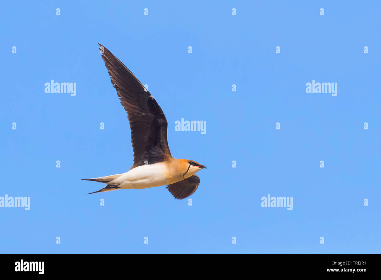 Black winged pratincole hi-res stock photography and images - Alamy