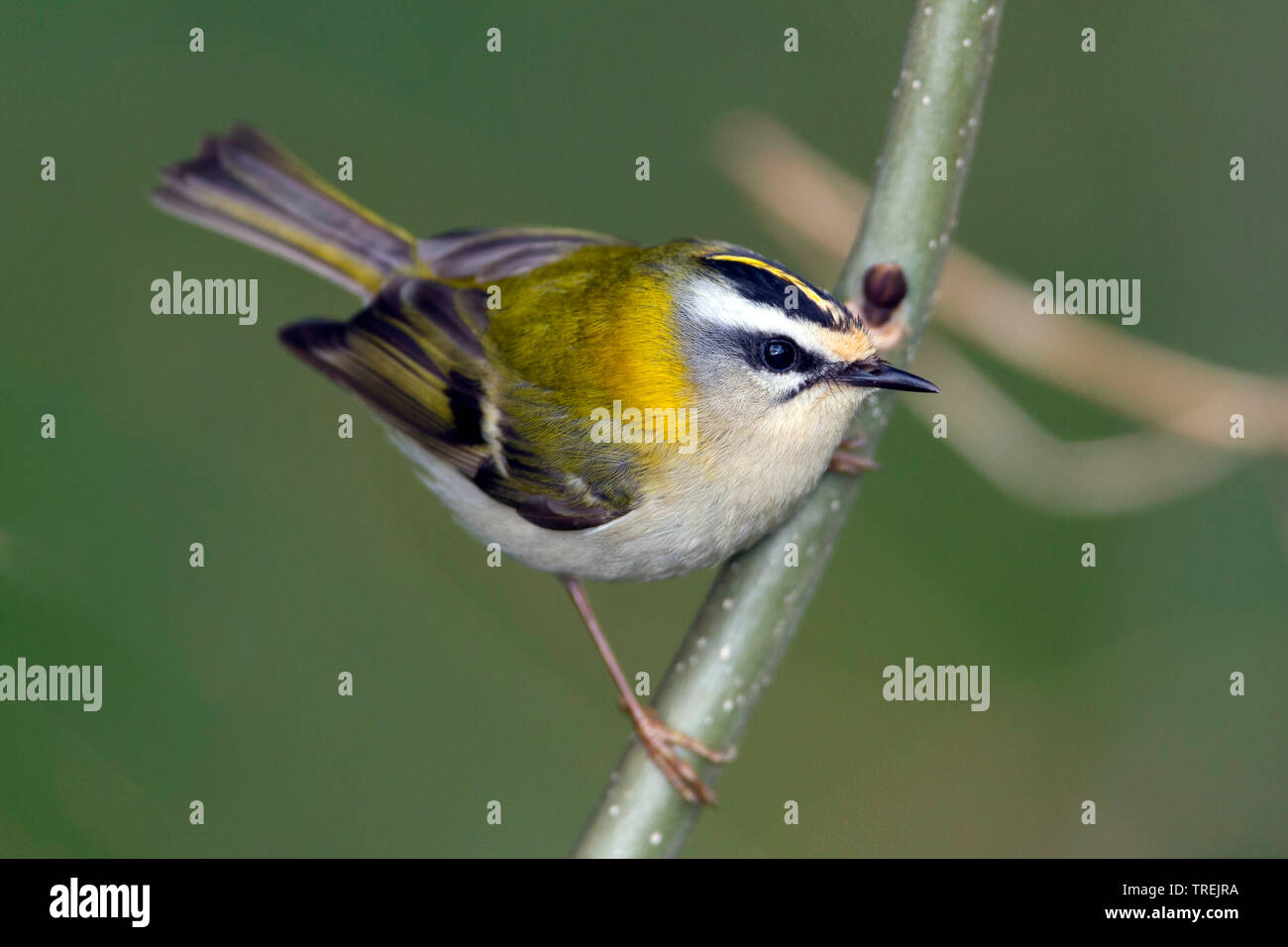 Firecrest bird hi-res stock photography and images - Alamy