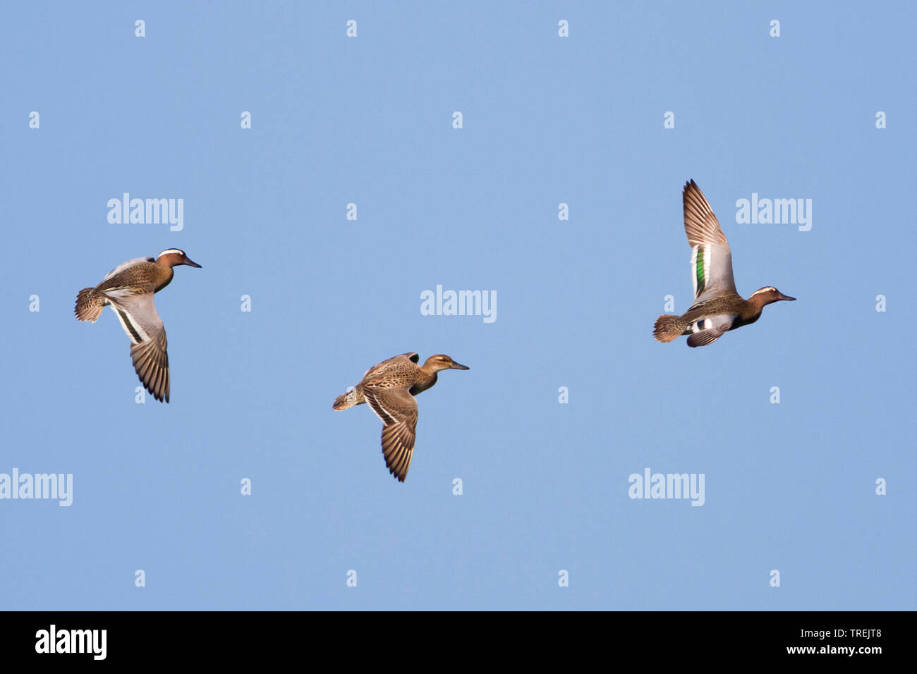 Garganey duck flying hi-res stock photography and images - Alamy