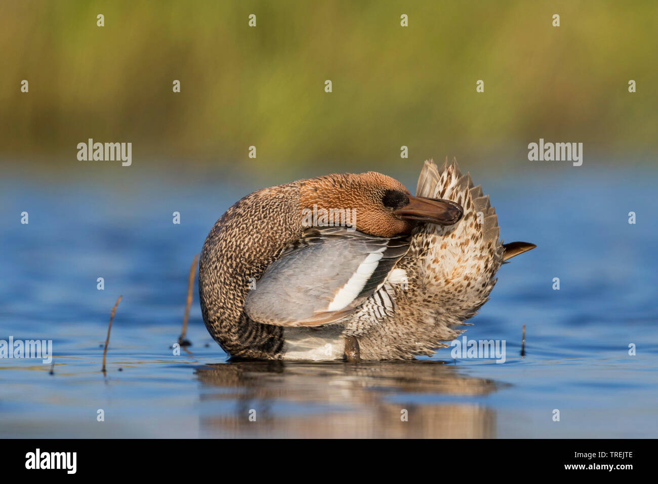 Adult grooming its feathers hi-res stock photography and images - Alamy