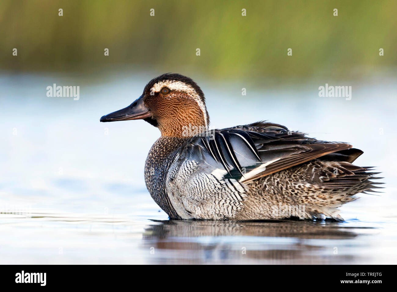 Waterfowl of russia hi-res stock photography and images - Alamy