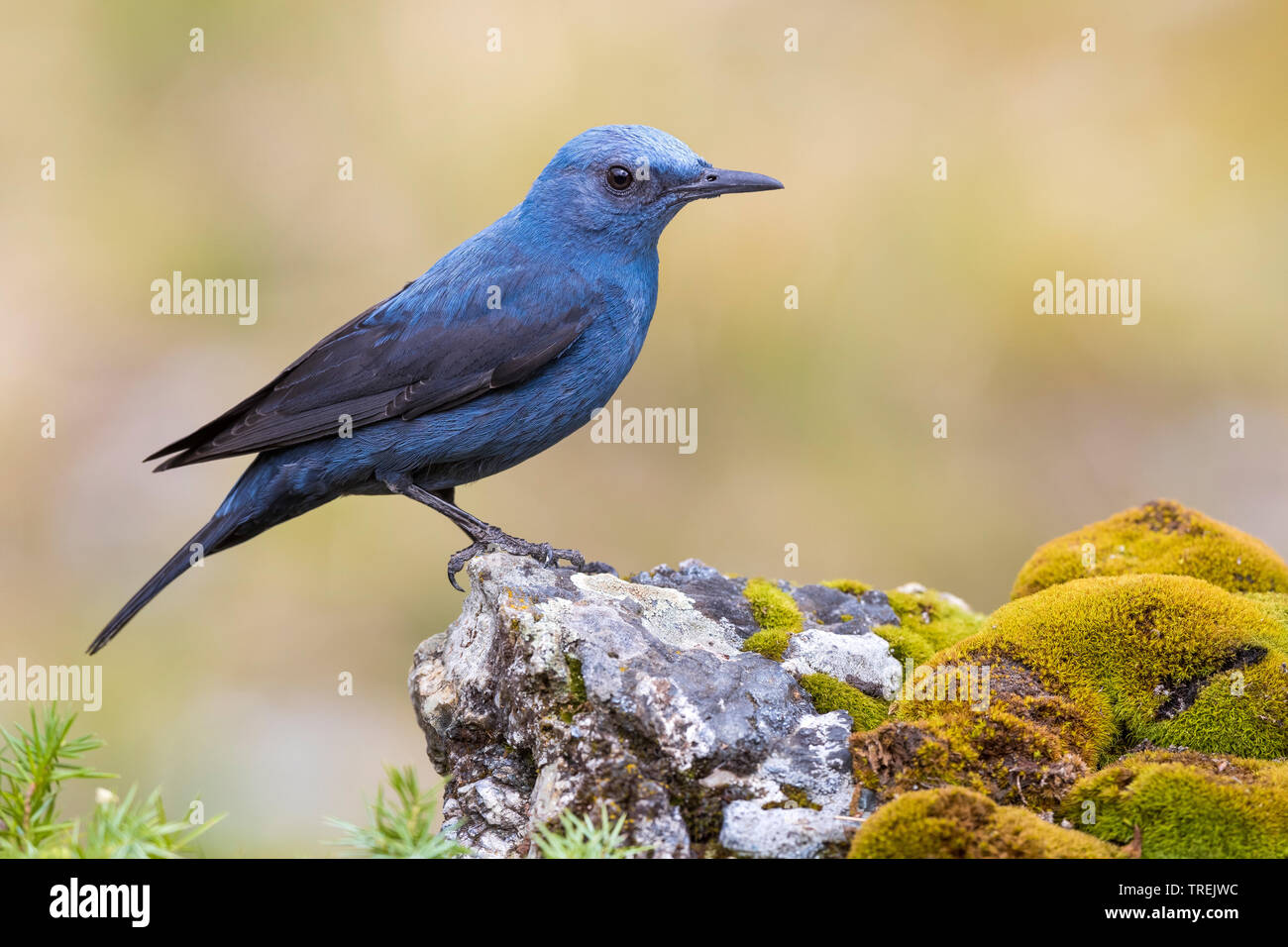 Blue rock thrush bird hi-res stock photography and images - Alamy