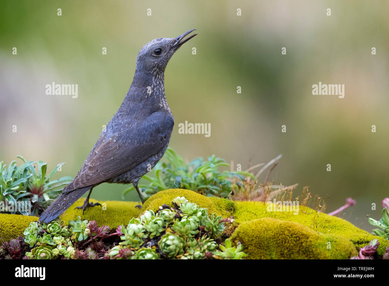 Female Rock Thrush High Resolution Stock Photography and Images - Alamy